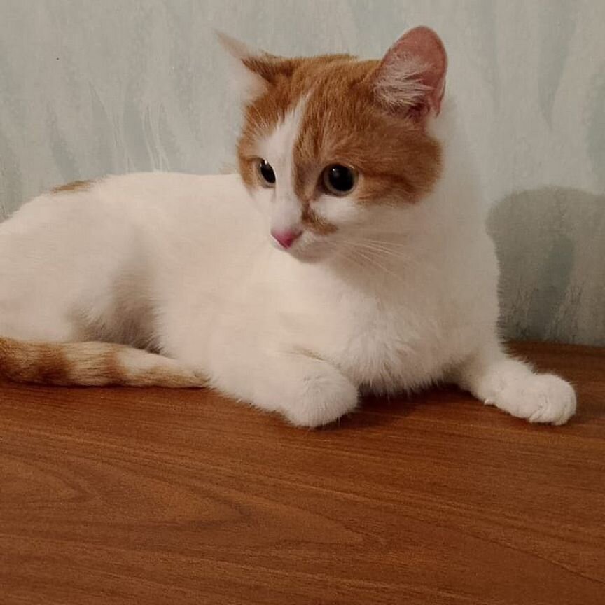Кошка в свой дом