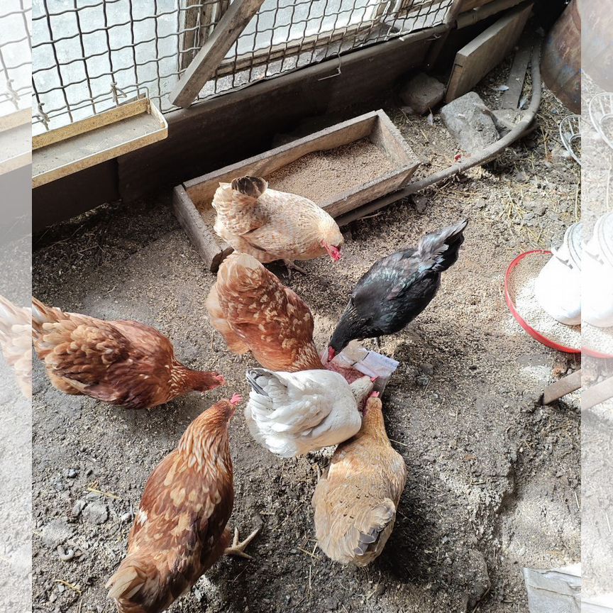 Куры несушки продам