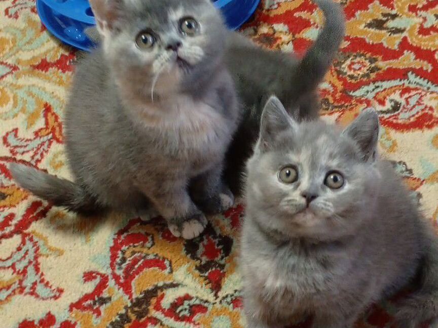 Британские девочки