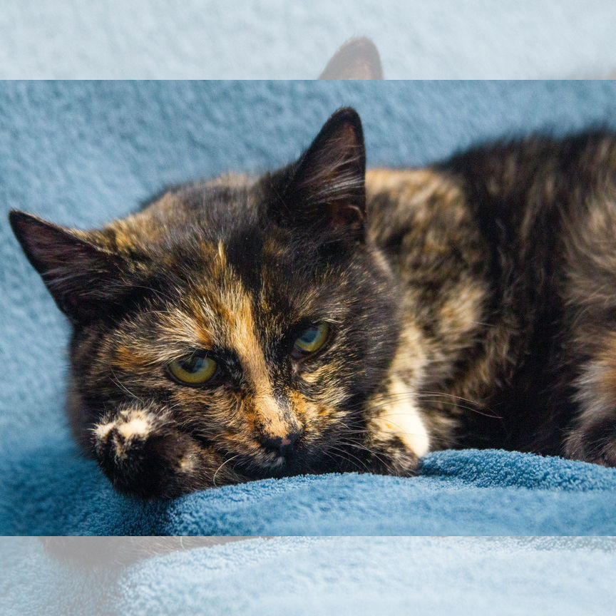 Кошечка разноцветная