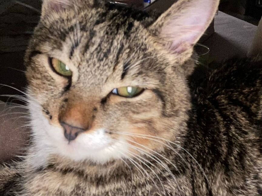 Отдам бесплатно кота