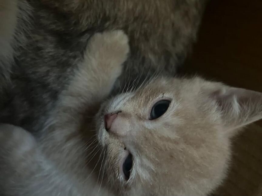 Котята ищут дом