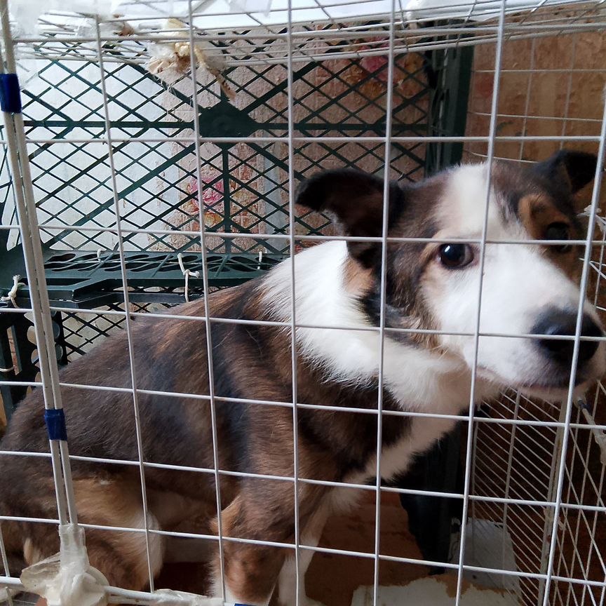 Нужен новый дом для хорошего пса кастрированного