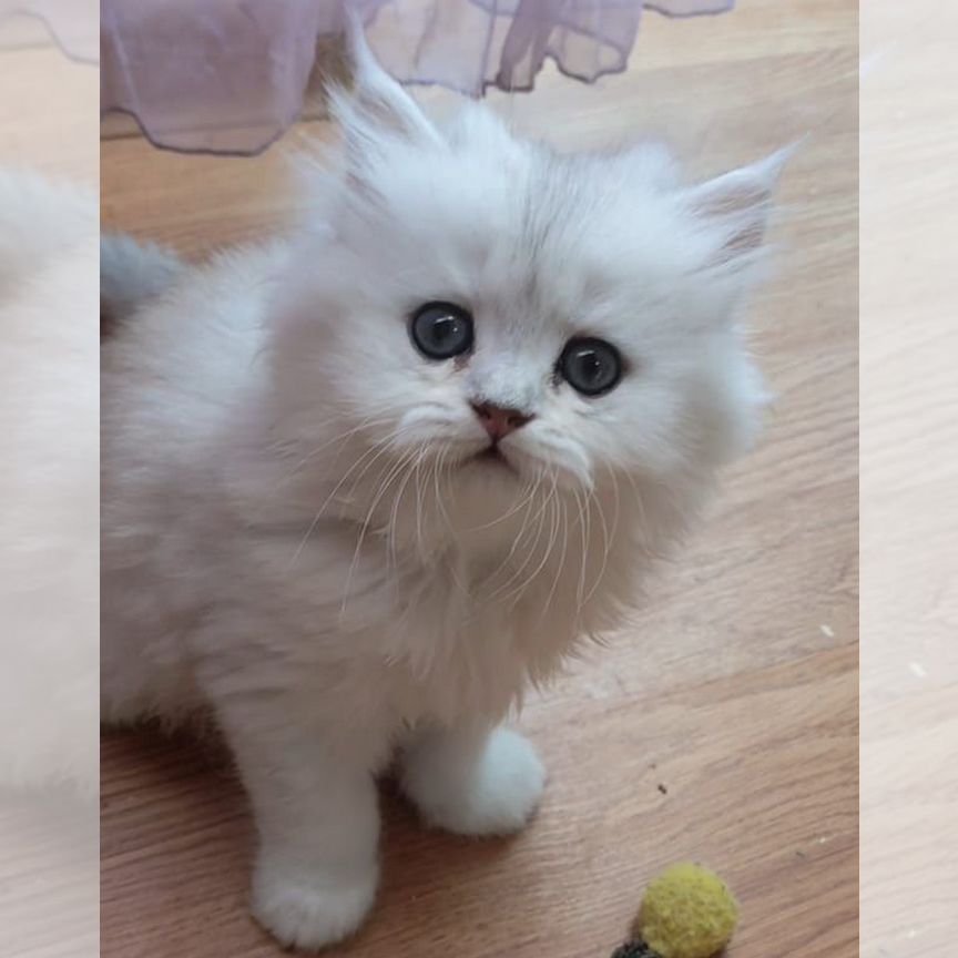 Сибирский котёнок