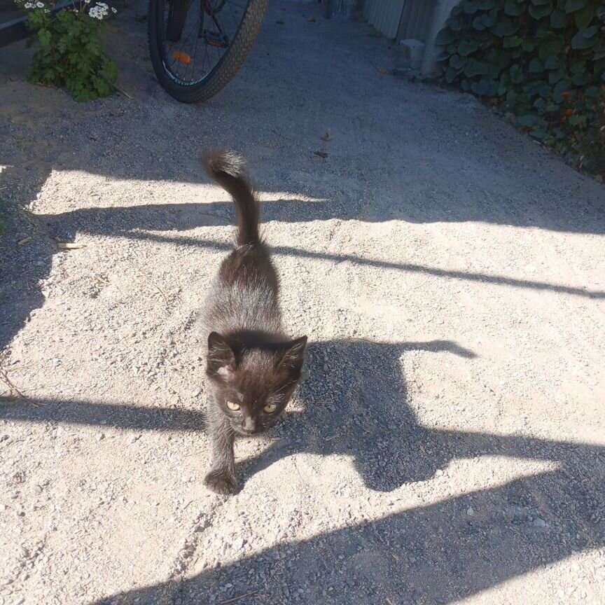 Котики бесплатно