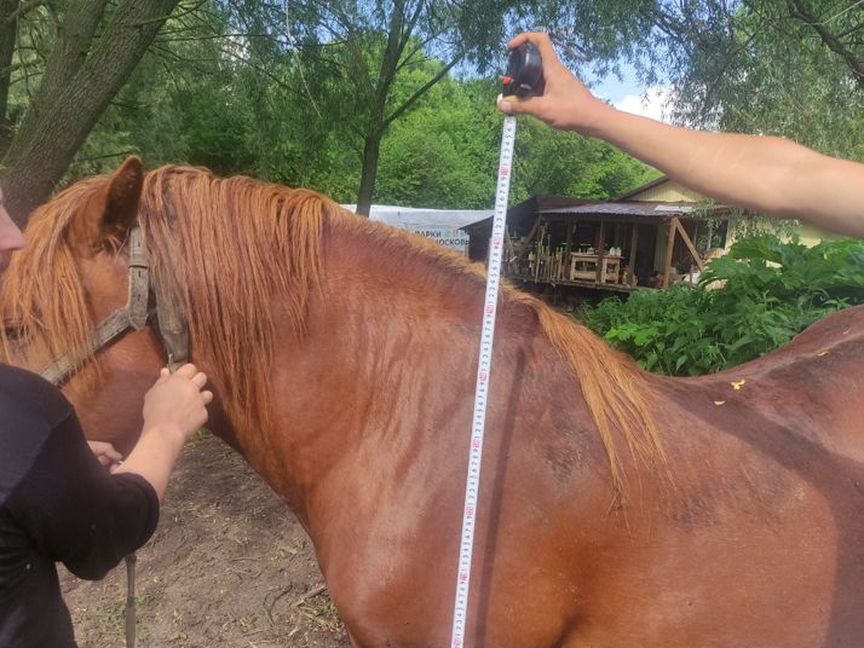 Седло для русского тяжеловоза