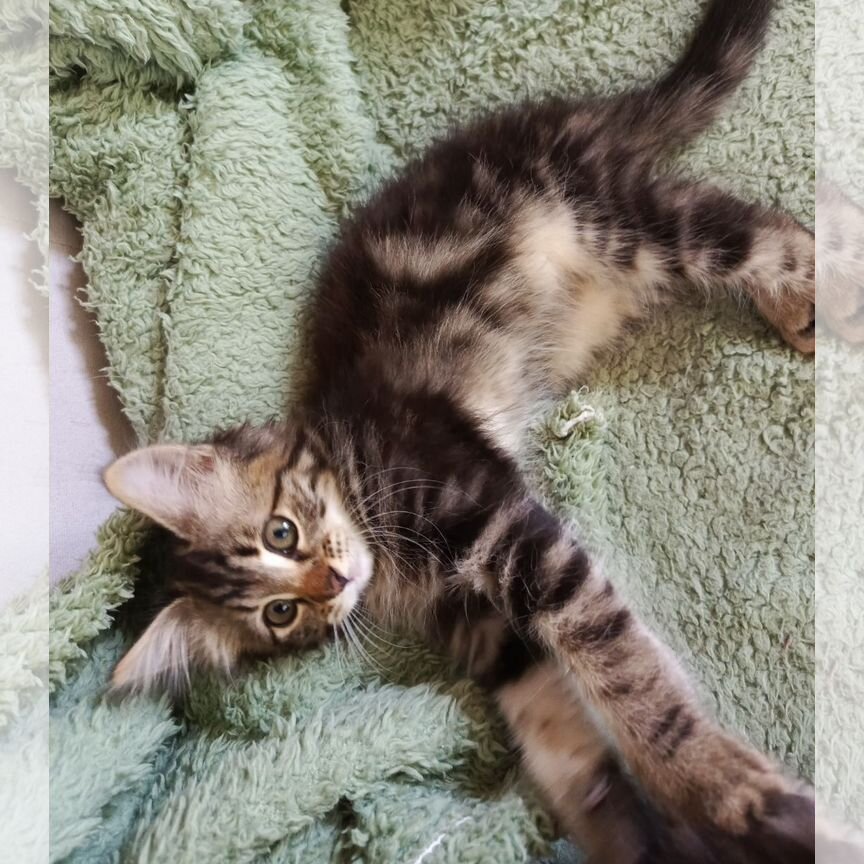 Котята от шотландской кошки