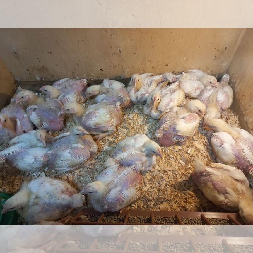 Цыплята бройлеры росс 308