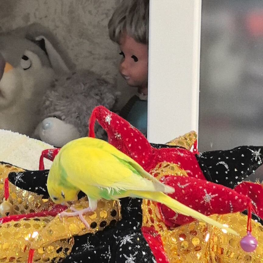 Волнистый попугай