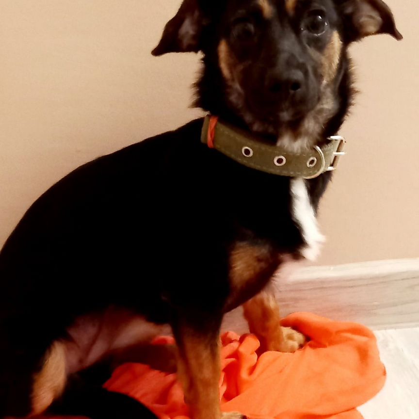 Собака в добрые руки