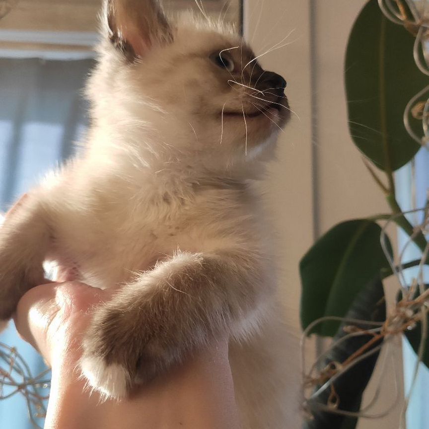 Тайская кошечка