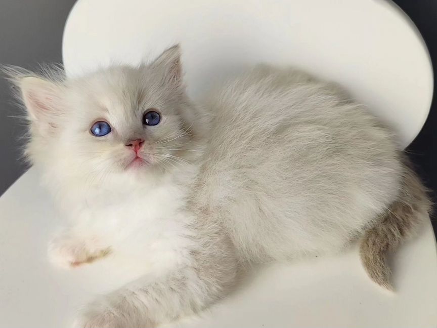 Royal, мальчик рэгдолл с родословной