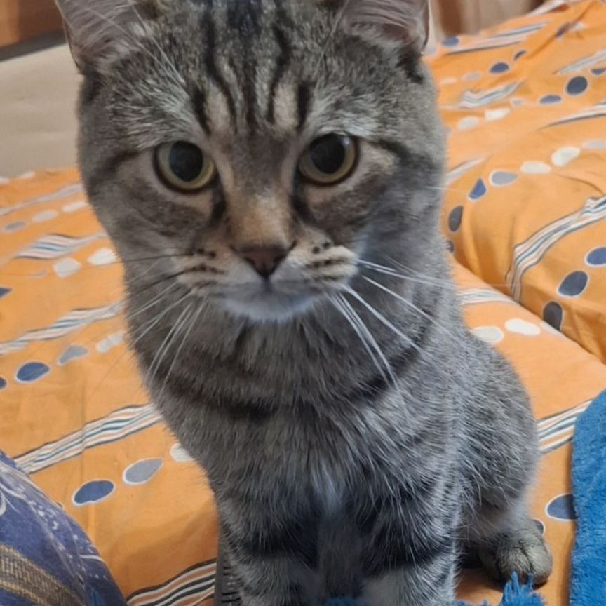 Потерялся кот