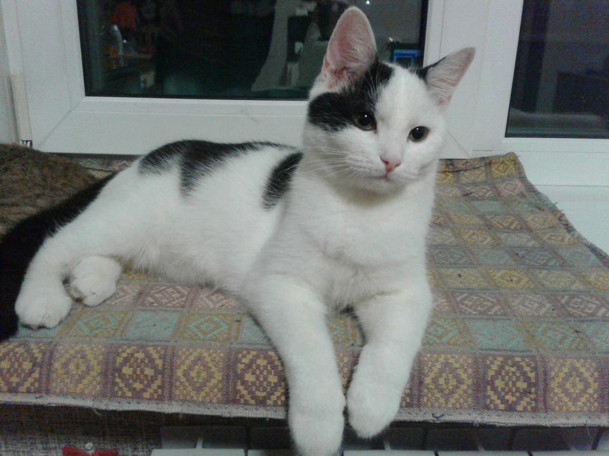 Котенок - подросток Арчи (5,5 мес.)