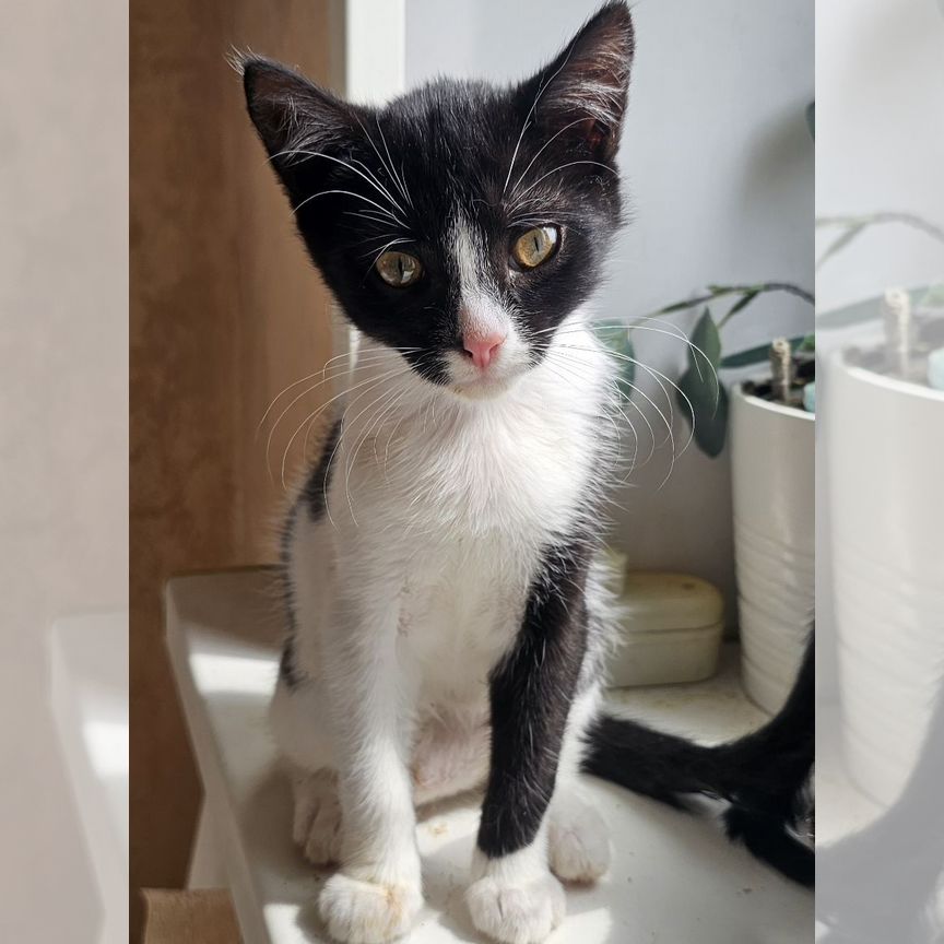 Черно белый котенок девочка