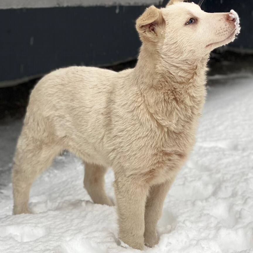 Щенок в добрые руки