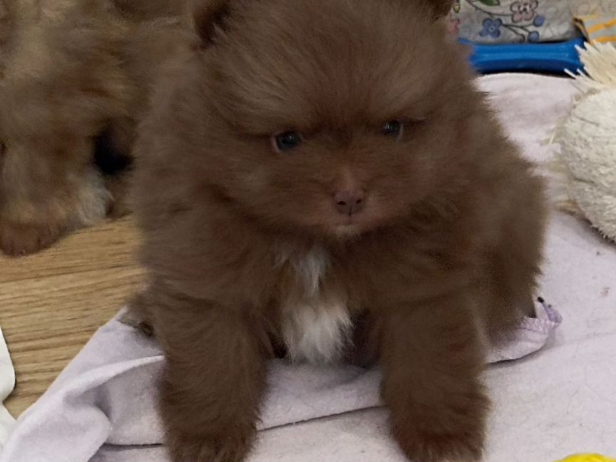 Померанский шпиц мини щенок