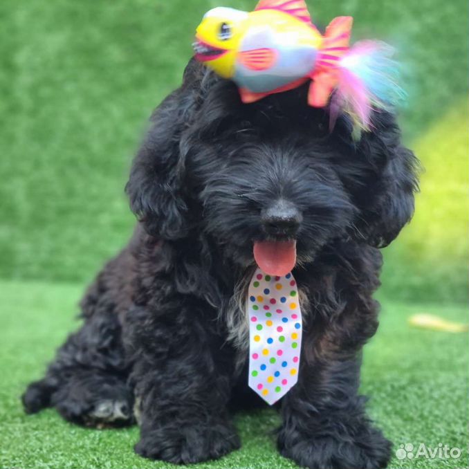 Щенки коко -пу