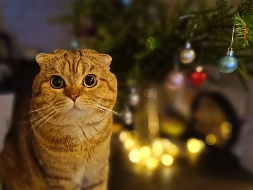 Шотландский вислоухий котик на вязку