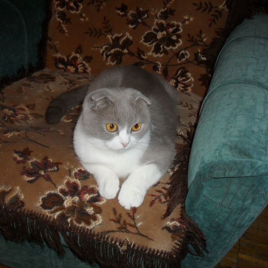В добрые руки кошечку