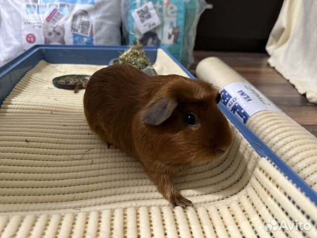 Морская свинка калифорния мальчик 6 месяцев