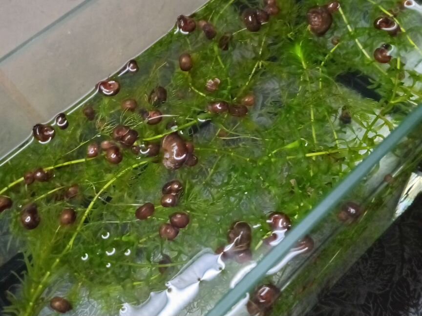 Улитки катушки и водоросли