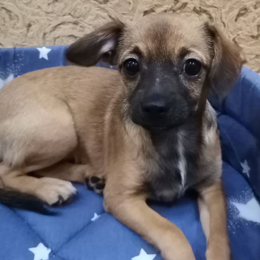 Той-терьер. Девочка