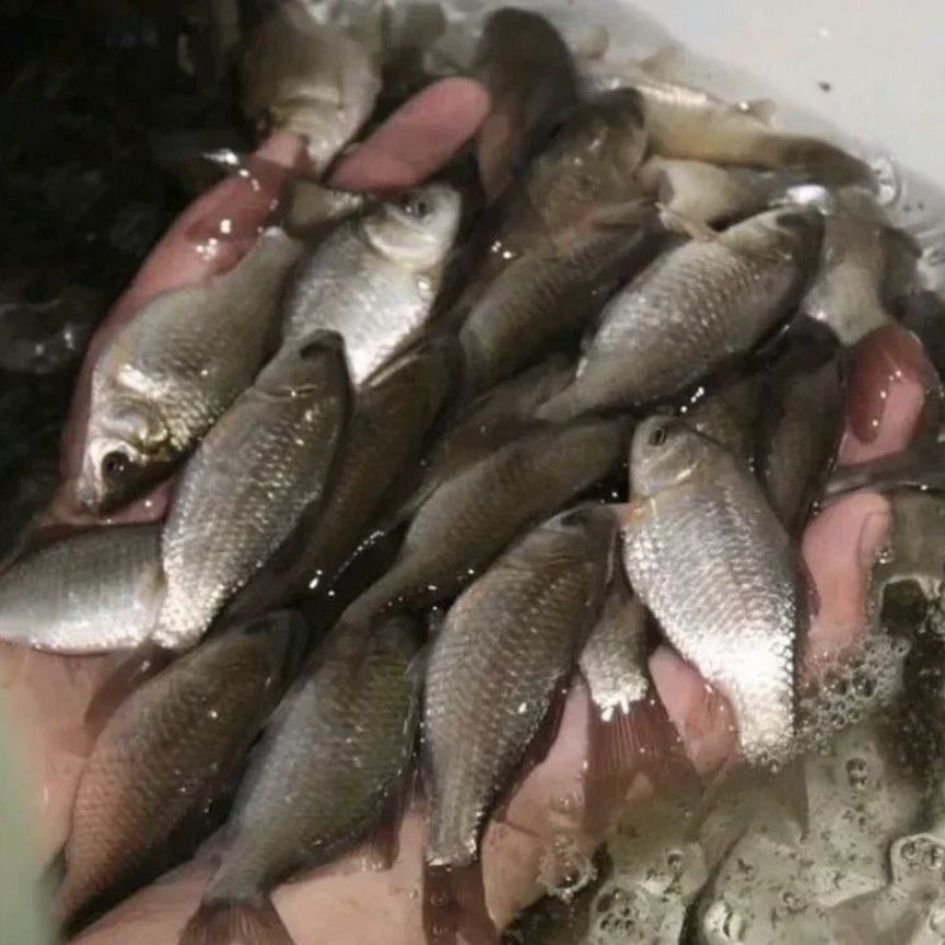 Рыба карась живец