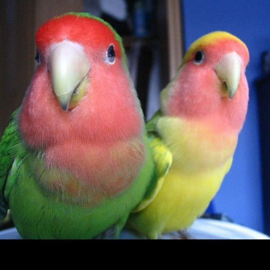 Попугай неразлучники
