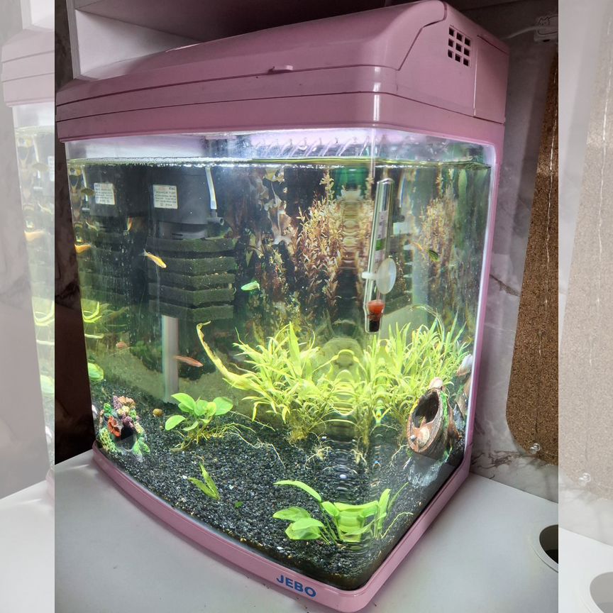 Аквариум Jebo R338 его местные жители