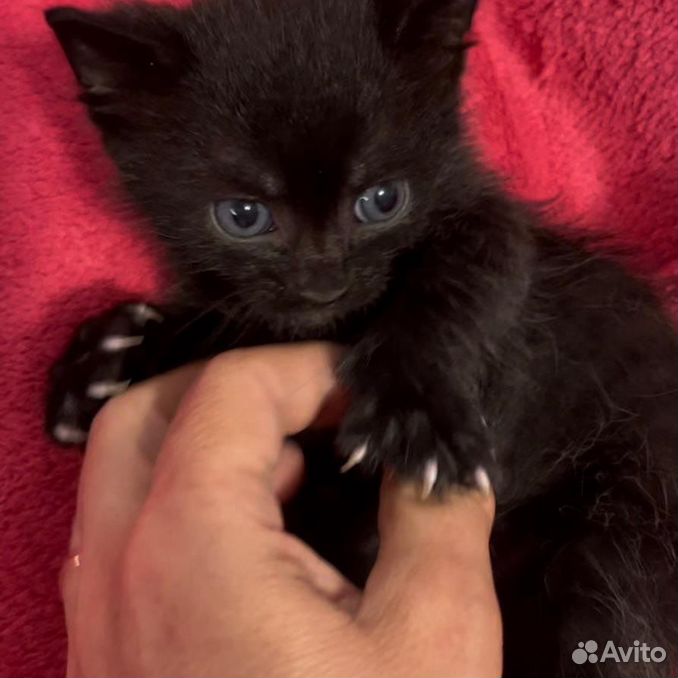 Котятки - сиротки