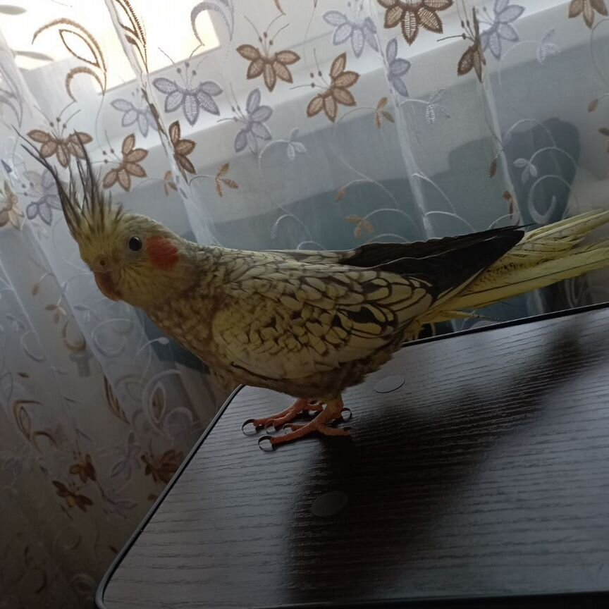 Попугай корелла с клеткой