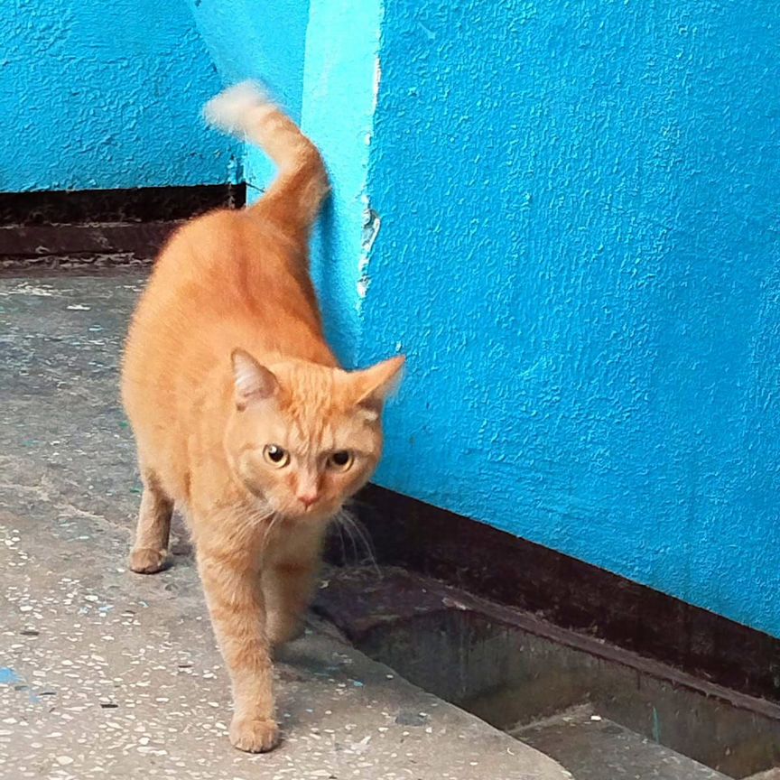 Рыжая кошечка плачет в подъезде, нужен дом
