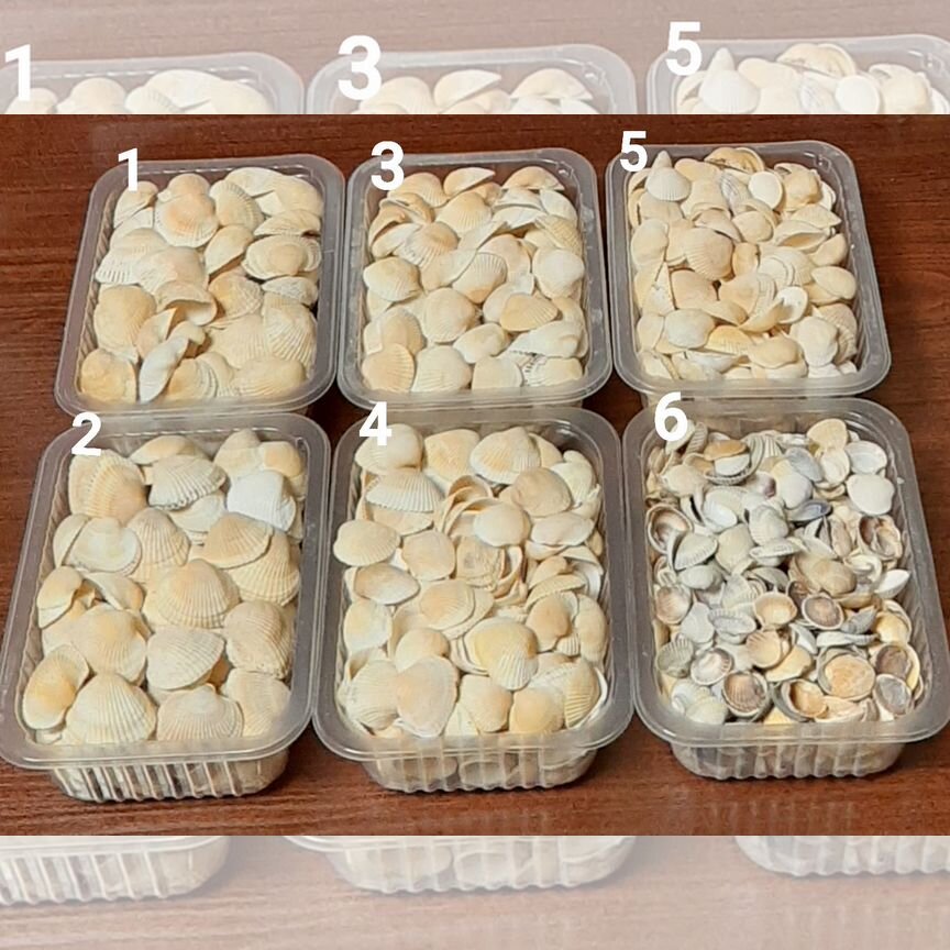 Морские ракушки раковины