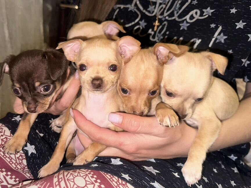 Щенки той-терьер