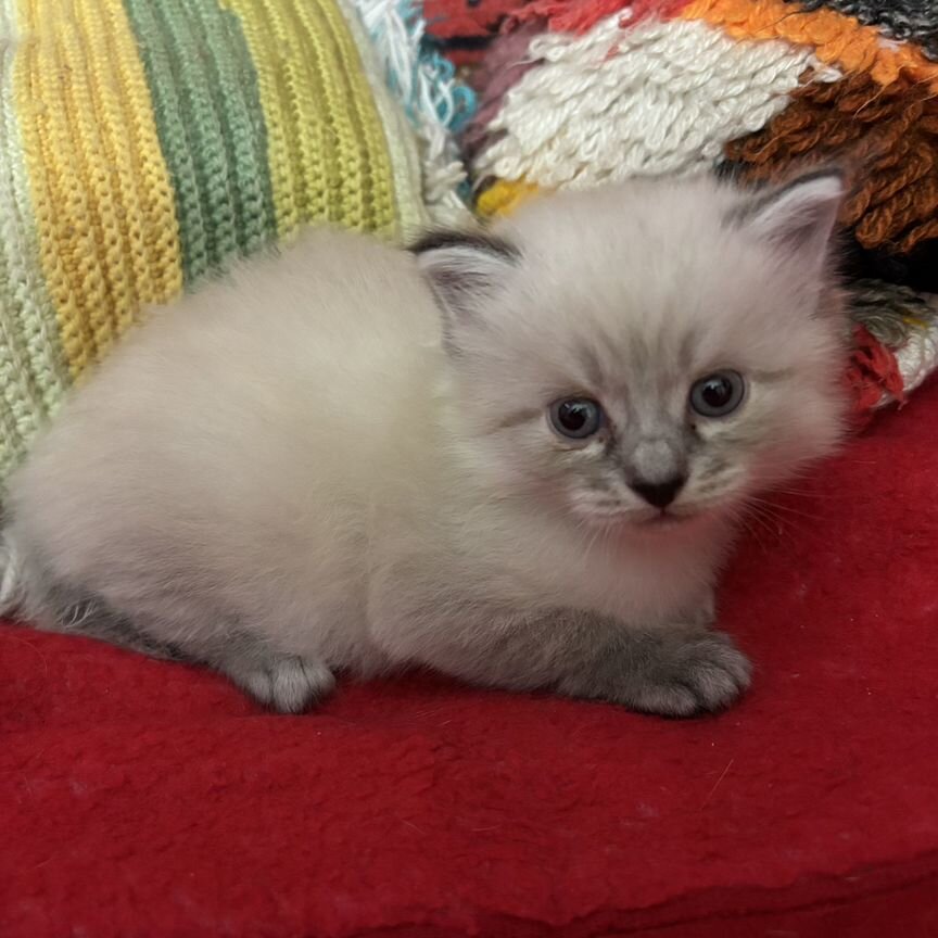 Сиамский котёнок