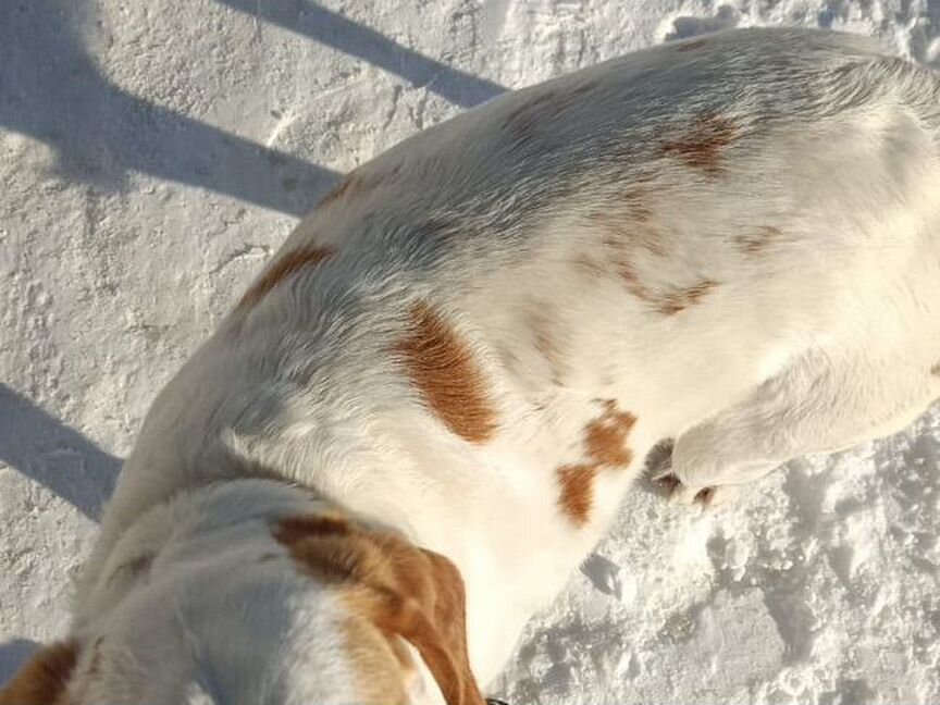 Собака в добрые руки