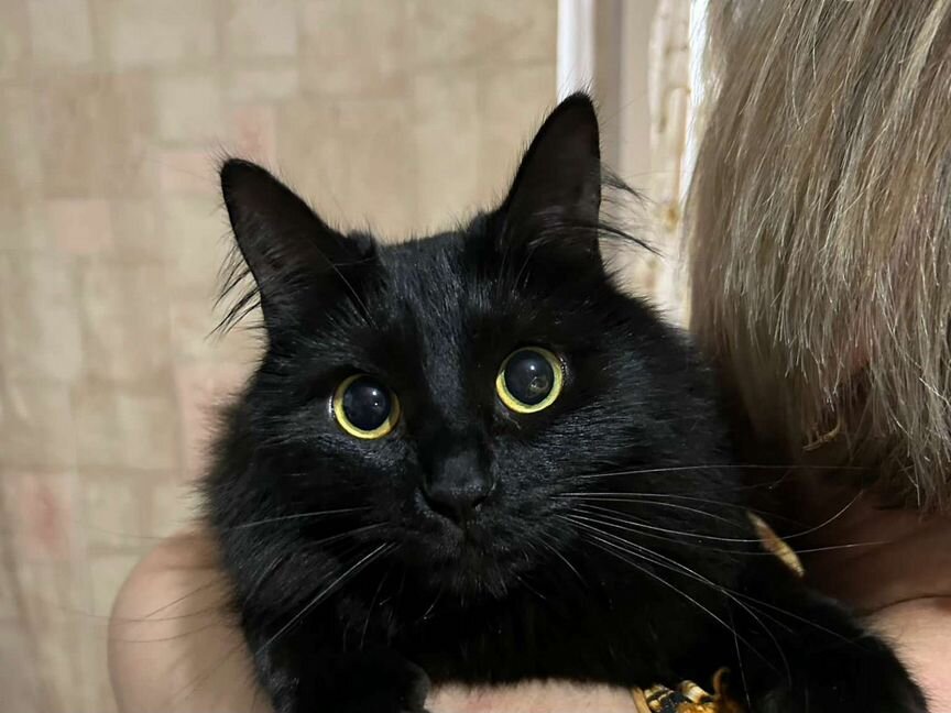 Турецкая ангора ищет дом