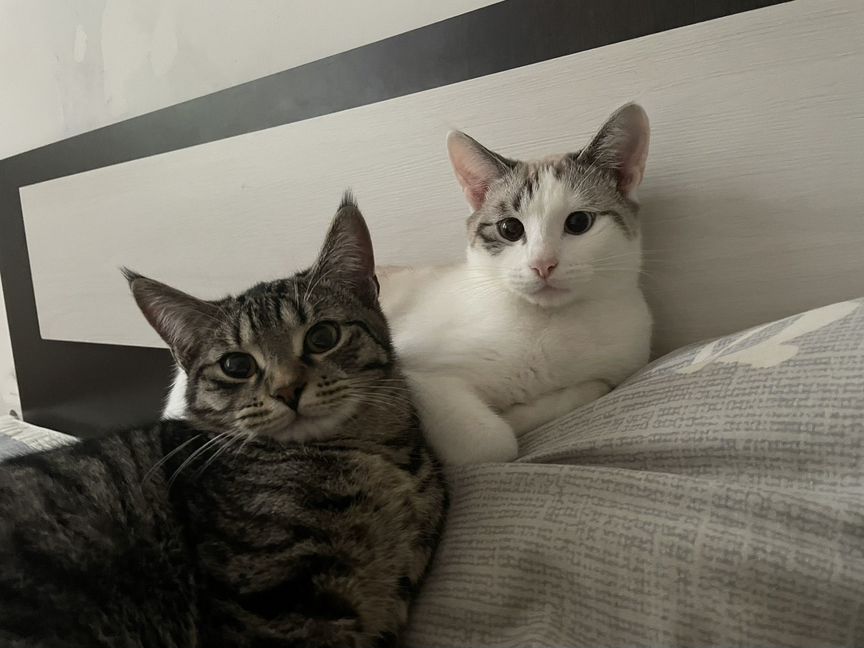 Котята в добрые руки