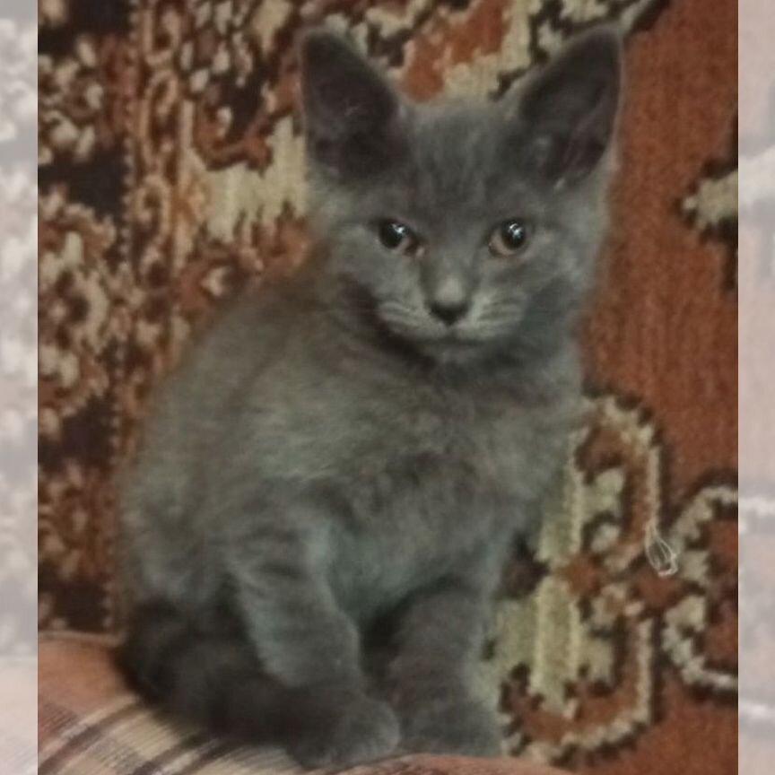 Голубой котенок в дар