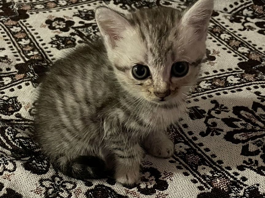 Две красивые девочки котята