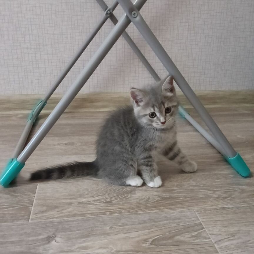 Отдадим котёнка