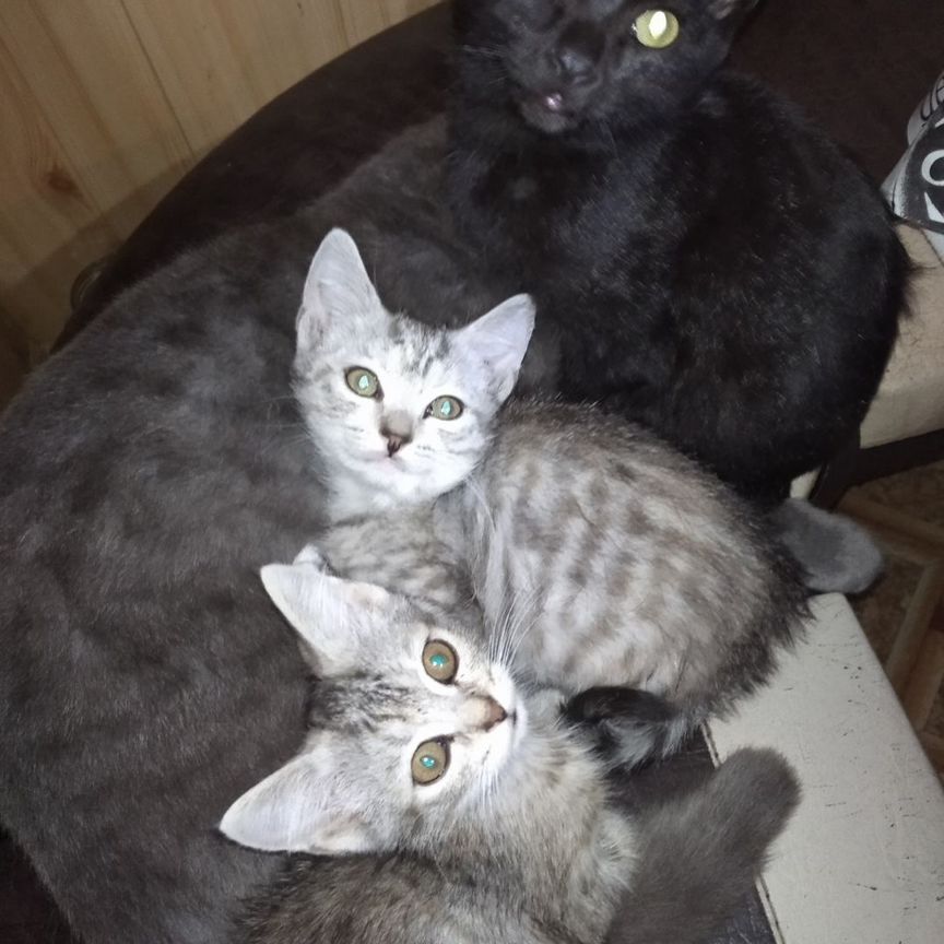 В добрые руки два полосатика