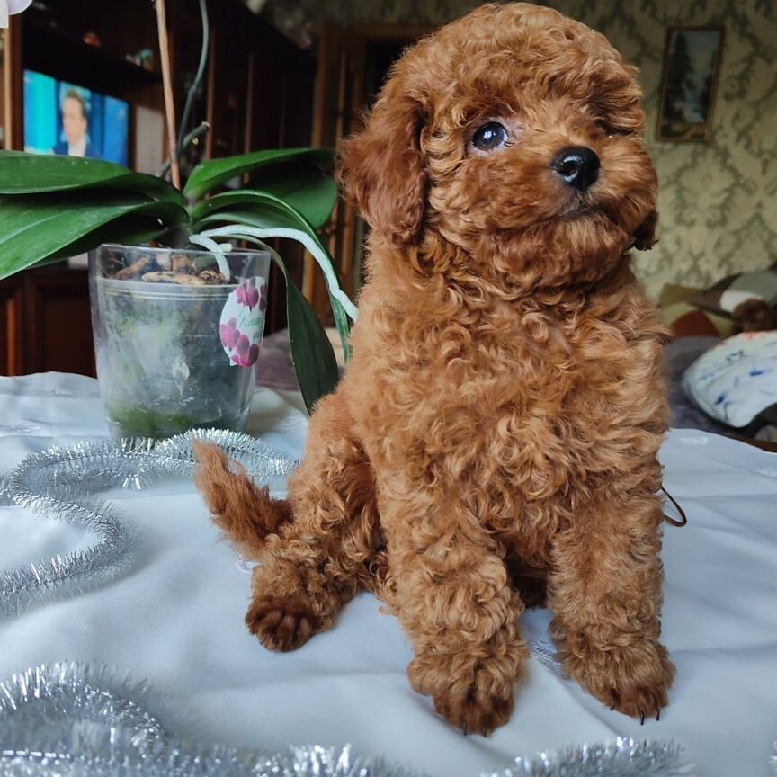 Той-пудель, щенок