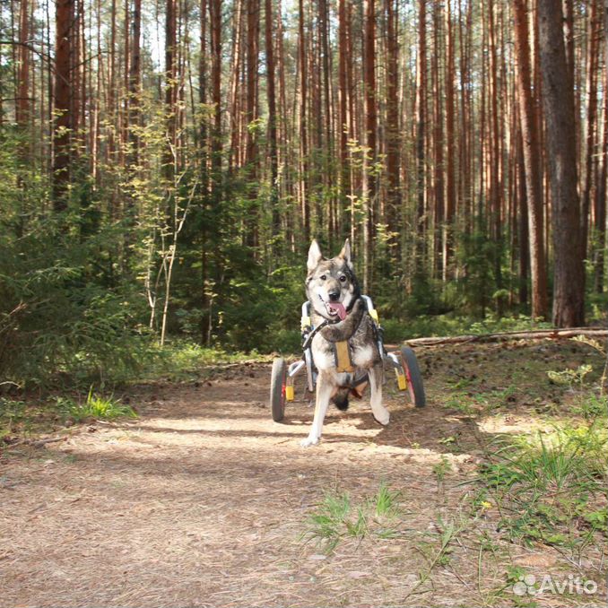 Собака ждет любящих хозяев
