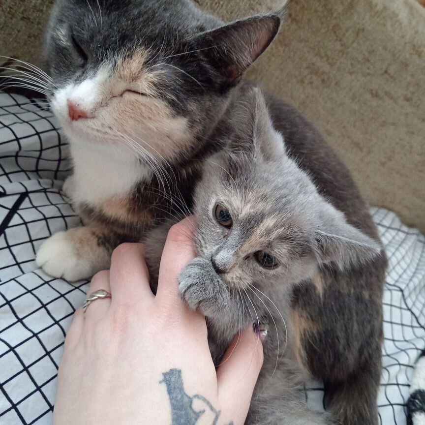 Британский длинношёрстный котёнок