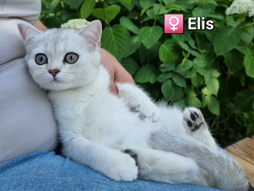 Серебристая кисуля