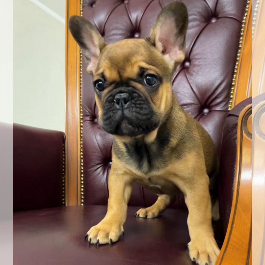 Французский бульдог, щенок