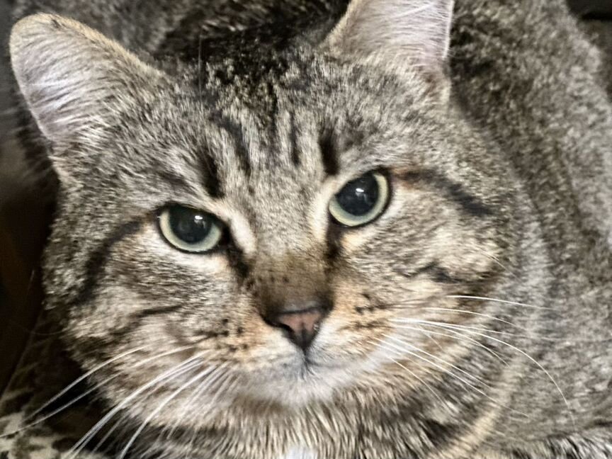 Кот