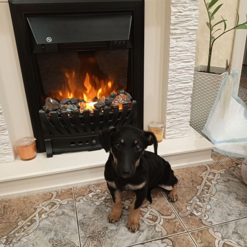 Маленький щенок в добрые руки